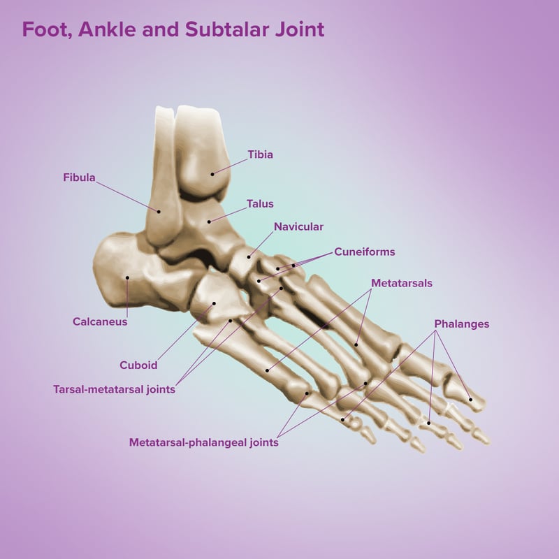 Foot And Ankle And Subtalar Joint Bio Lexicon